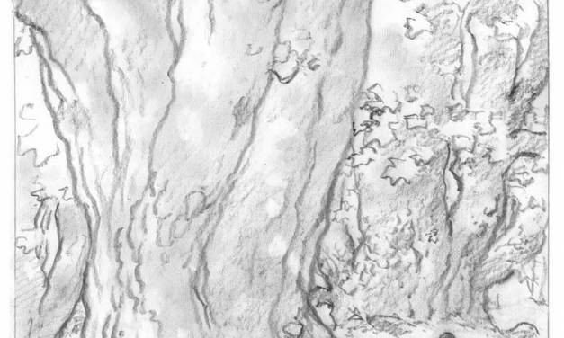 The Earthsea Drawings | Muddy Colors