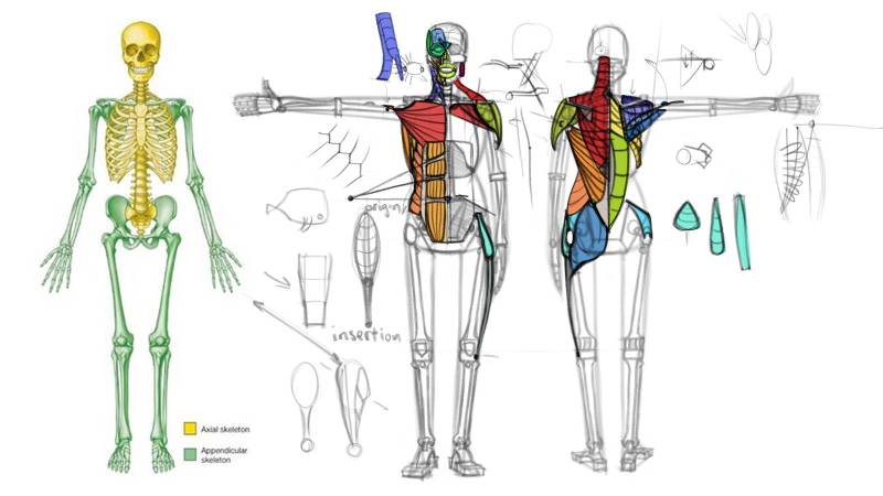 Anatomy and Studying the Muscles of the Human Body | Muddy Colors